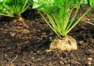 8+ Types of Beets to Grow in Your Garden (with Pictures) - Hort Zone