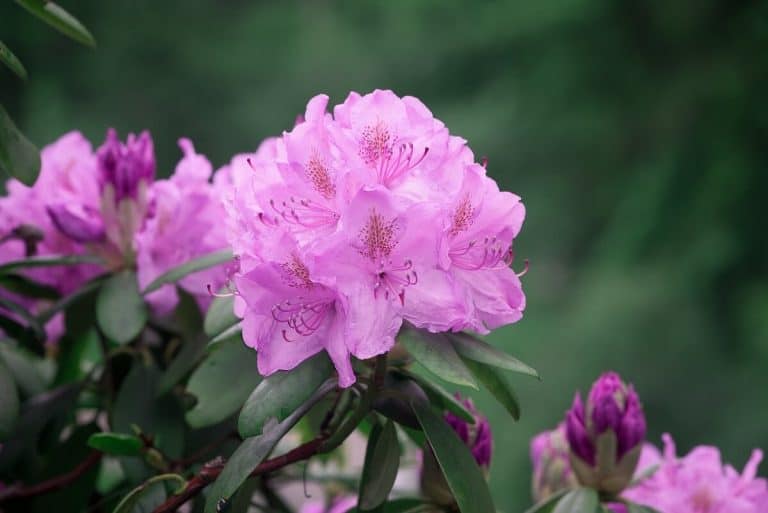 19 Acid Loving Plants: The Ultimate List (with Pictures) - Hort Zone
