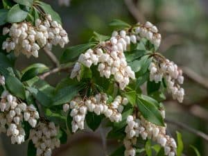 19 Acid Loving Plants: The Ultimate List (with Pictures) - Hort Zone