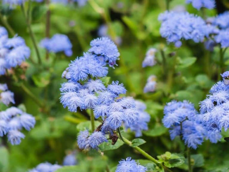 19 Acid Loving Plants: The Ultimate List (with Pictures) - Hort Zone