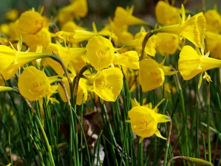 11 Types of Daffodils: The Ultimate List (With Pictures) - Hort Zone