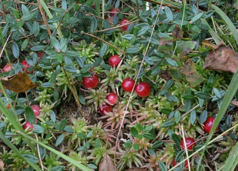 19 Acid Loving Plants: The Ultimate List (with Pictures) - Hort Zone