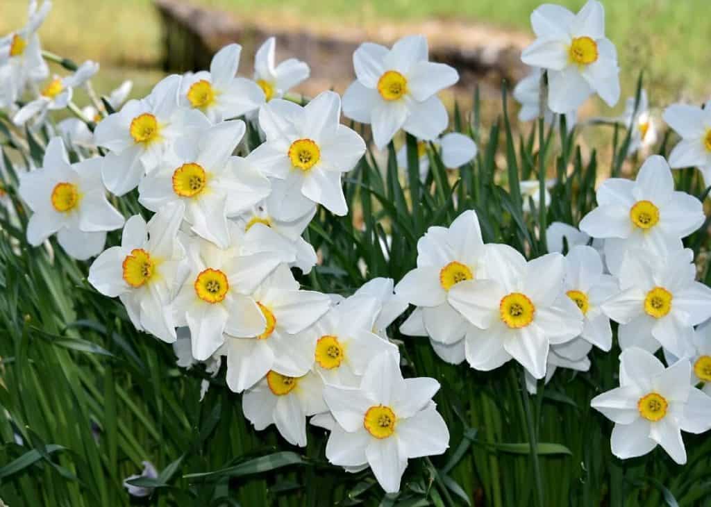 11 Types of Daffodils: The Ultimate List (With Pictures) - Hort Zone