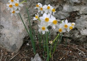 11 Types of Daffodils: The Ultimate List (With Pictures) - Hort Zone