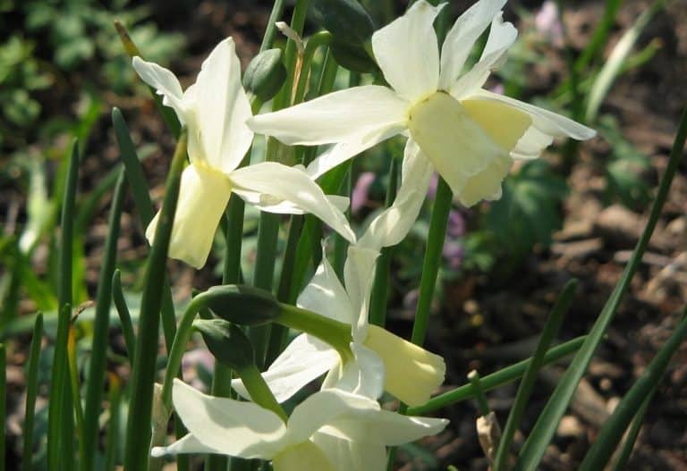 11 Types of Daffodils: The Ultimate List (With Pictures) - Hort Zone