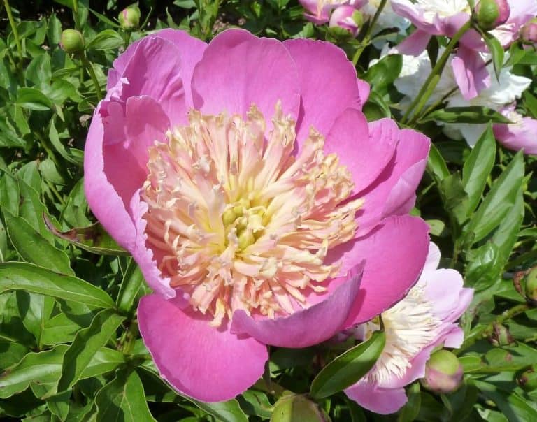 9 Types of Peonies for All Gardens (With Pictures) - Hort Zone