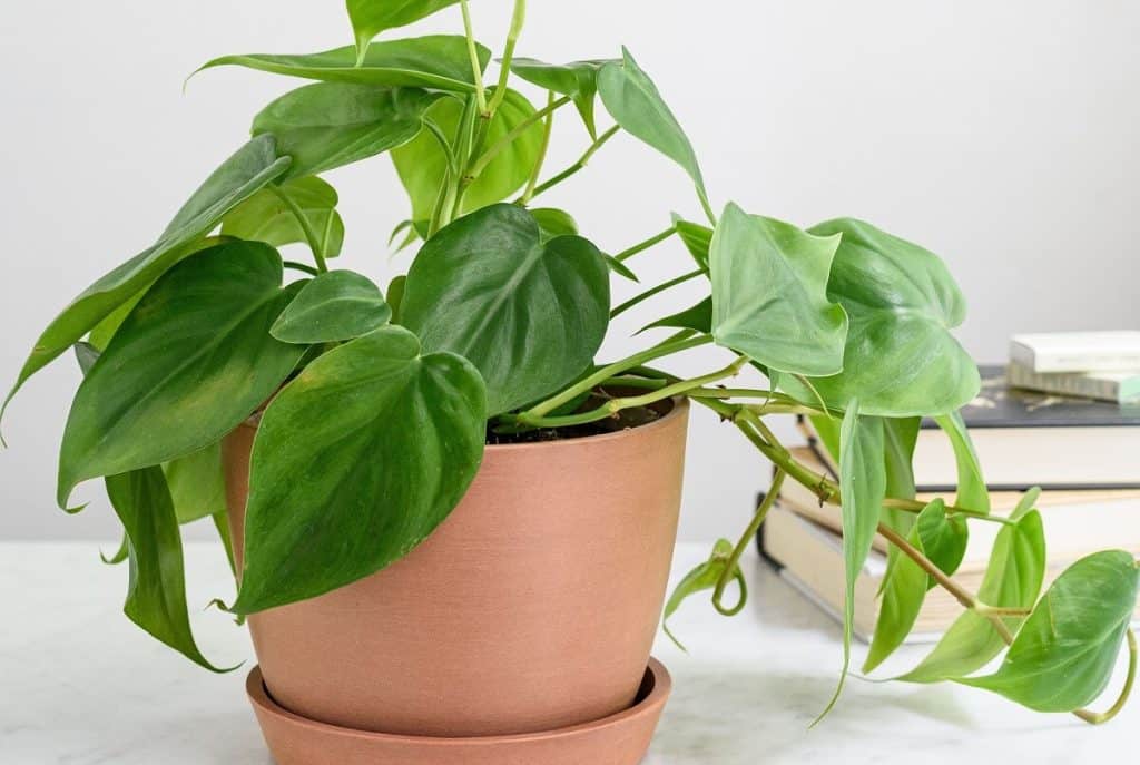 21 Common House Plants That Thrive Indoors (with Pictures) - Hort Zone