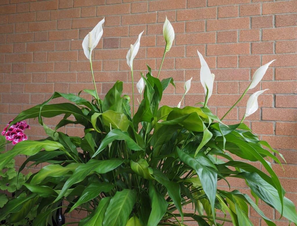 21 Common House Plants That Thrive Indoors (with Pictures) - Hort Zone