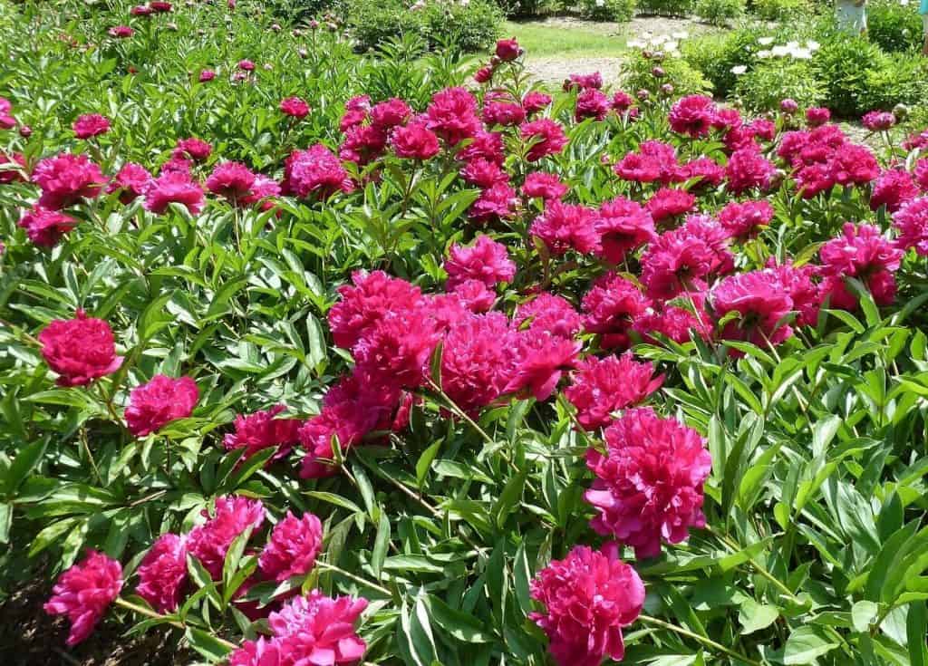 9 Types of Peonies for All Gardens (With Pictures) - Hort Zone