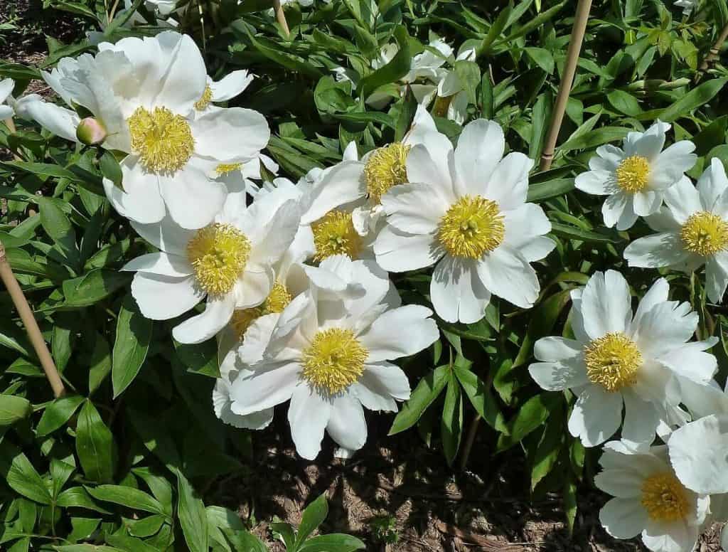 9 Types of Peonies for All Gardens (With Pictures) - Hort Zone