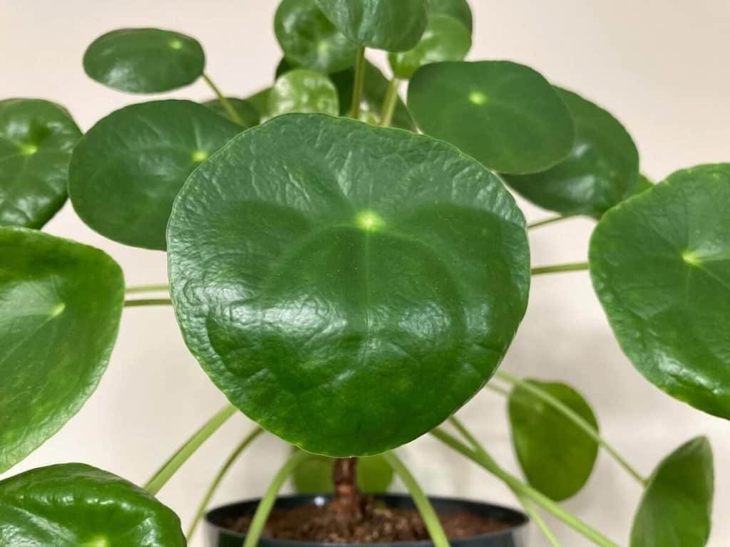 21 Common House Plants That Thrive Indoors (with Pictures) - Hort Zone