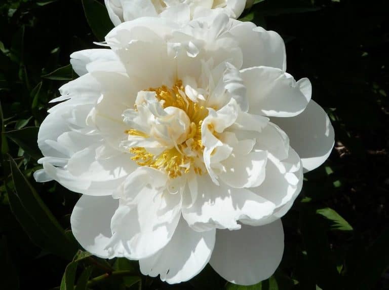 9 Types of Peonies for All Gardens (With Pictures) - Hort Zone