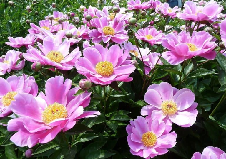 9 Types of Peonies for All Gardens (With Pictures) - Hort Zone