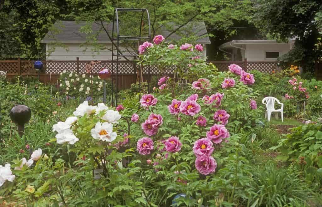 9 Types of Peonies for All Gardens (With Pictures) - Hort Zone