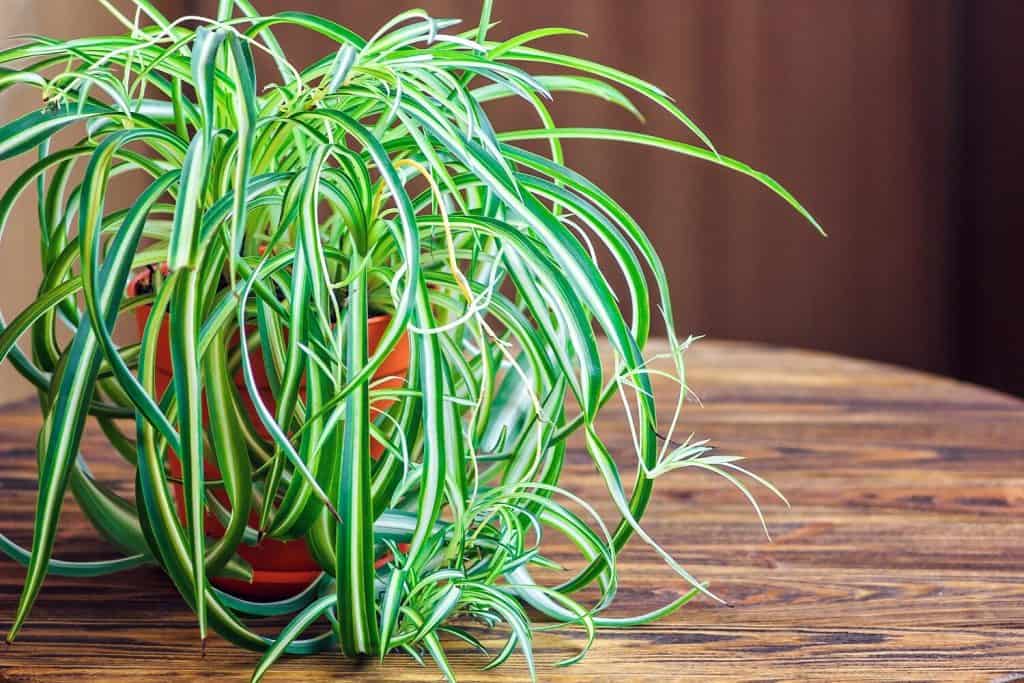 13 Types of Spider Plants: The Complete List - Hort Zone