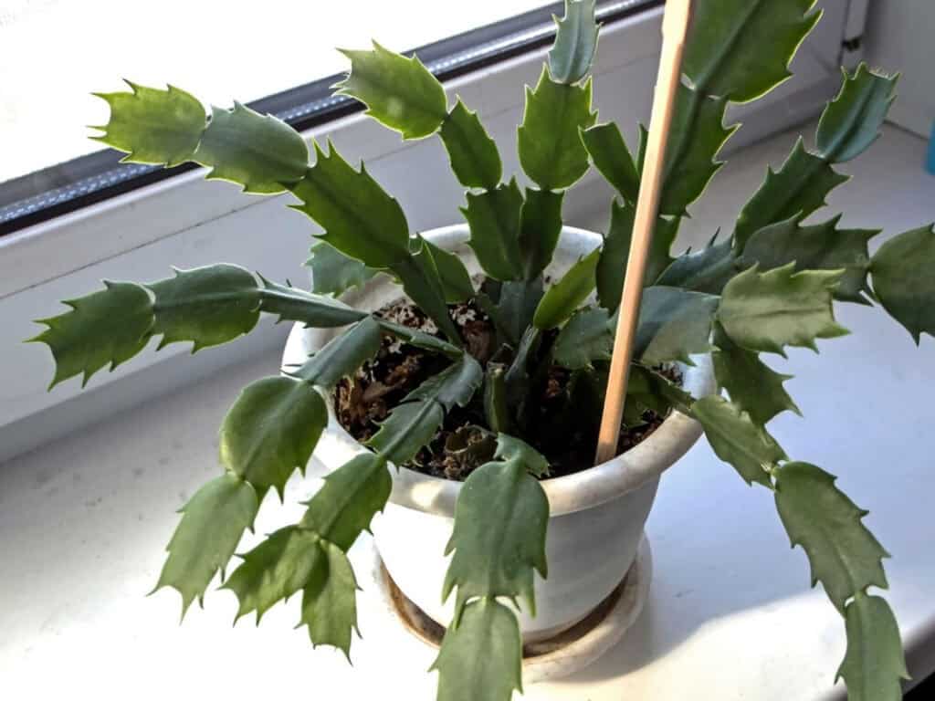 The Definitive Guide to Christmas Cactus Care - Hort Zone