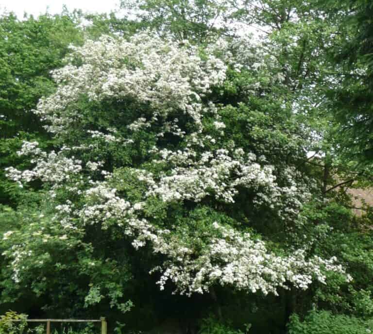 7 Trees That Grow in Shade (for all Planting Schemes) - Hort Zone
