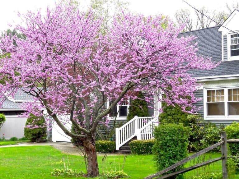 7 Trees That Grow in Shade (for all Planting Schemes) - Hort Zone
