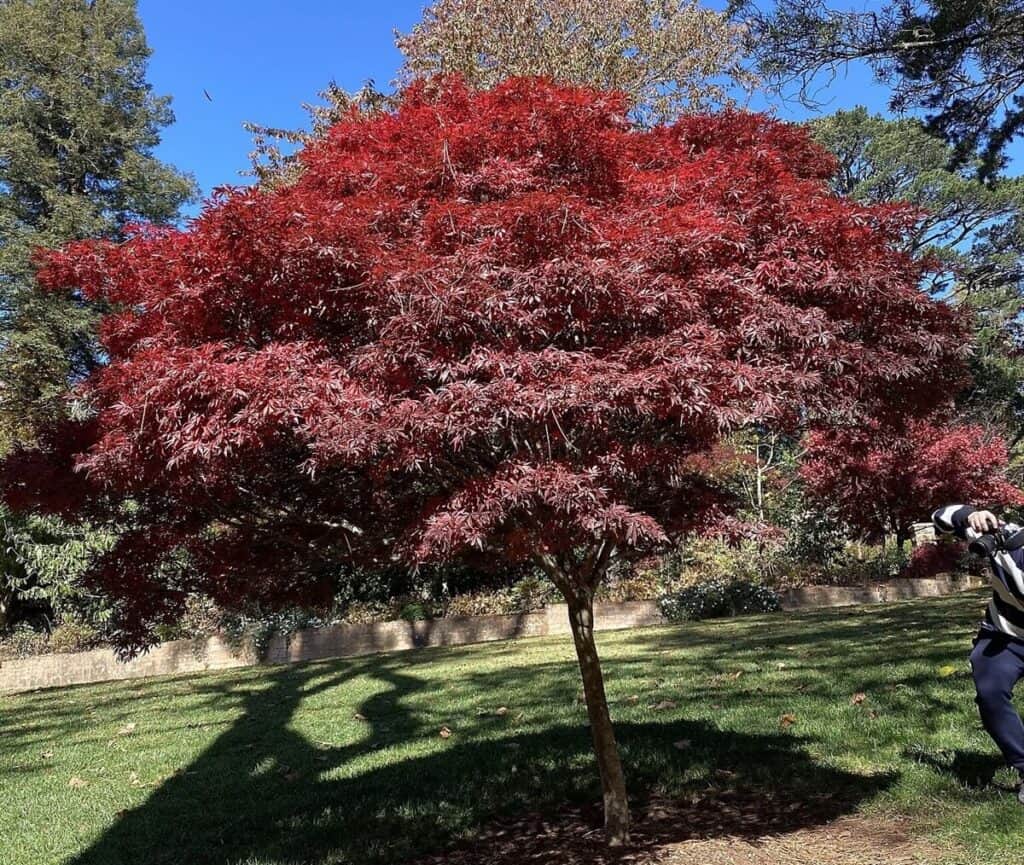 7 Trees That Grow in Shade (for all Planting Schemes) - Hort Zone