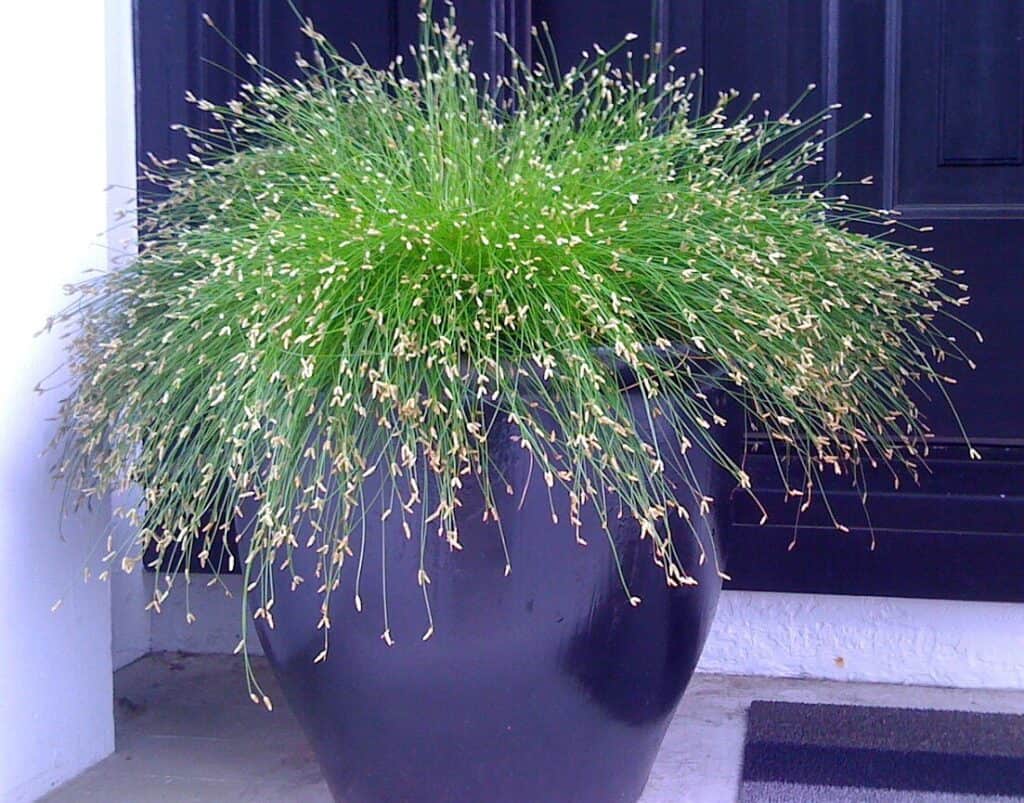 15 Non-Invasive Ornamental Grasses for Landscaping Your Yard - Hort Zone
