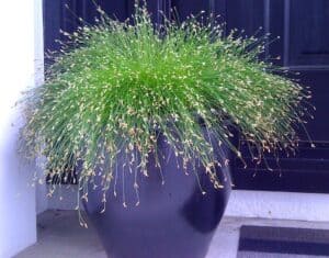 15 Non-Invasive Ornamental Grasses for Landscaping Your Yard - Hort Zone