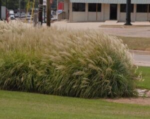 15 Non-Invasive Ornamental Grasses for Landscaping Your Yard - Hort Zone