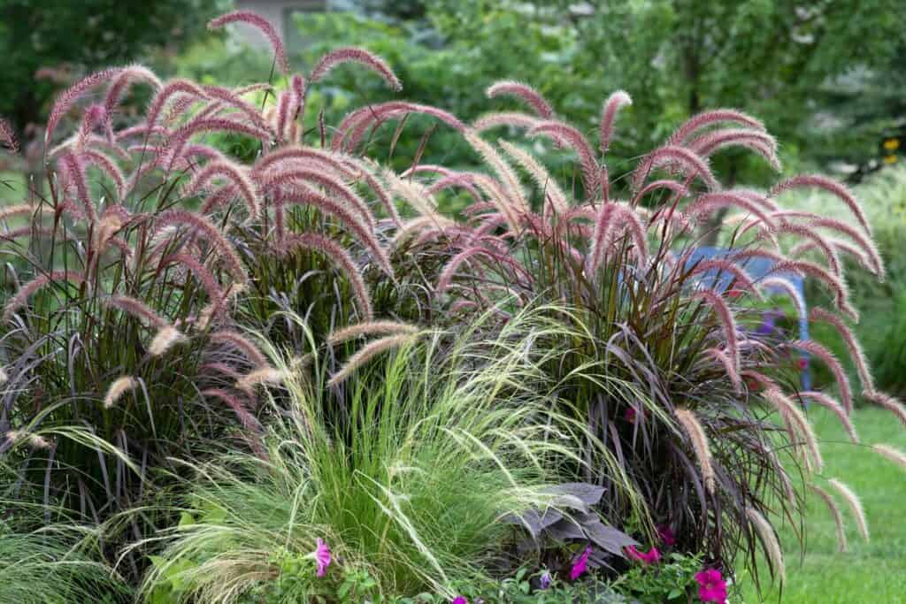 15 Non-Invasive Ornamental Grasses for Landscaping Your Yard - Hort Zone