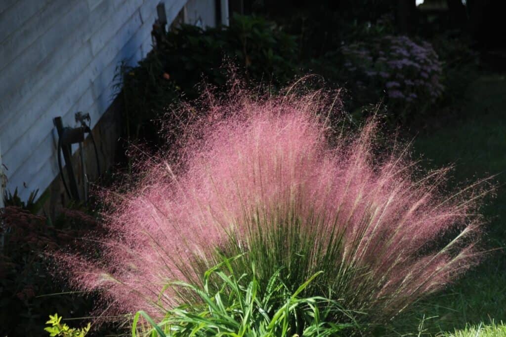 15 Non-Invasive Ornamental Grasses for Landscaping Your Yard - Hort Zone