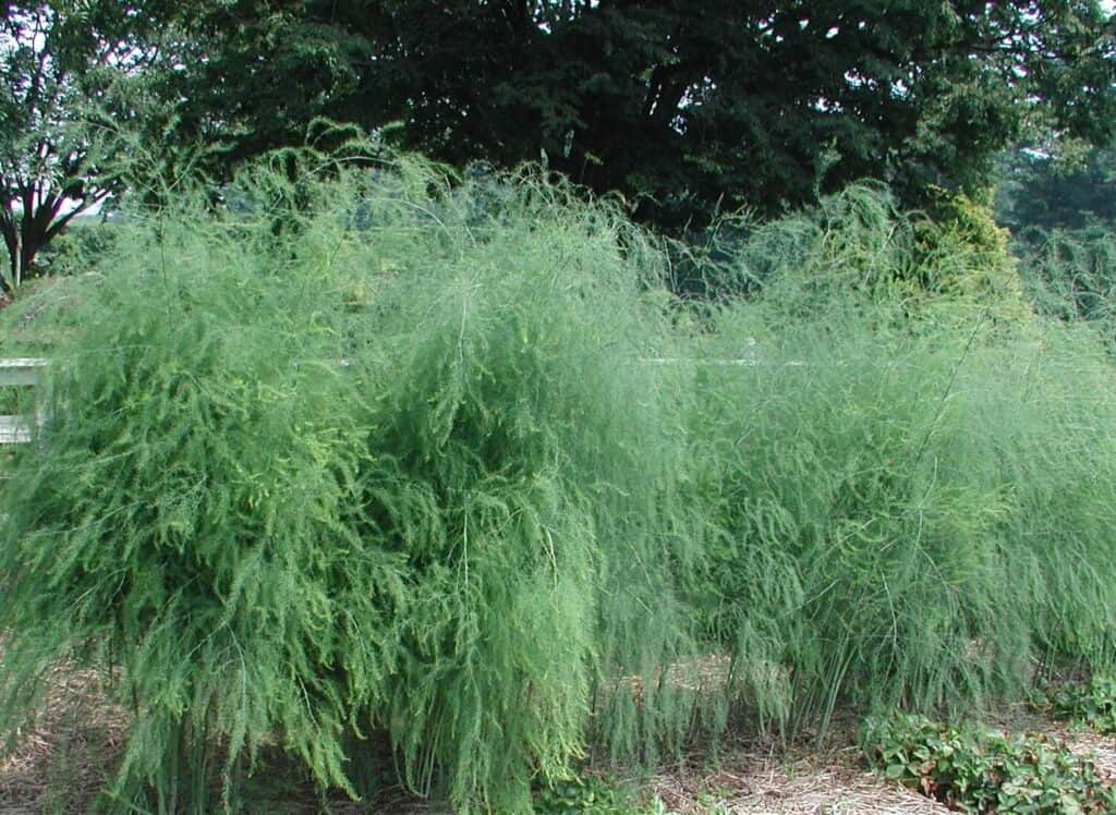 How to Grow Asparagus from Crowns, Seeds, and Scraps - Hort Zone