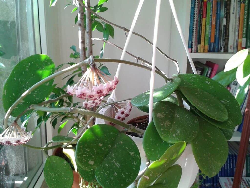 17 Attractive Hoya Varieties to Grow Indoors (With Pictures) - Hort Zone