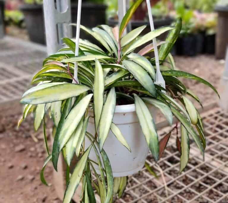 17 Attractive Hoya Varieties to Grow Indoors (With Pictures) - Hort Zone