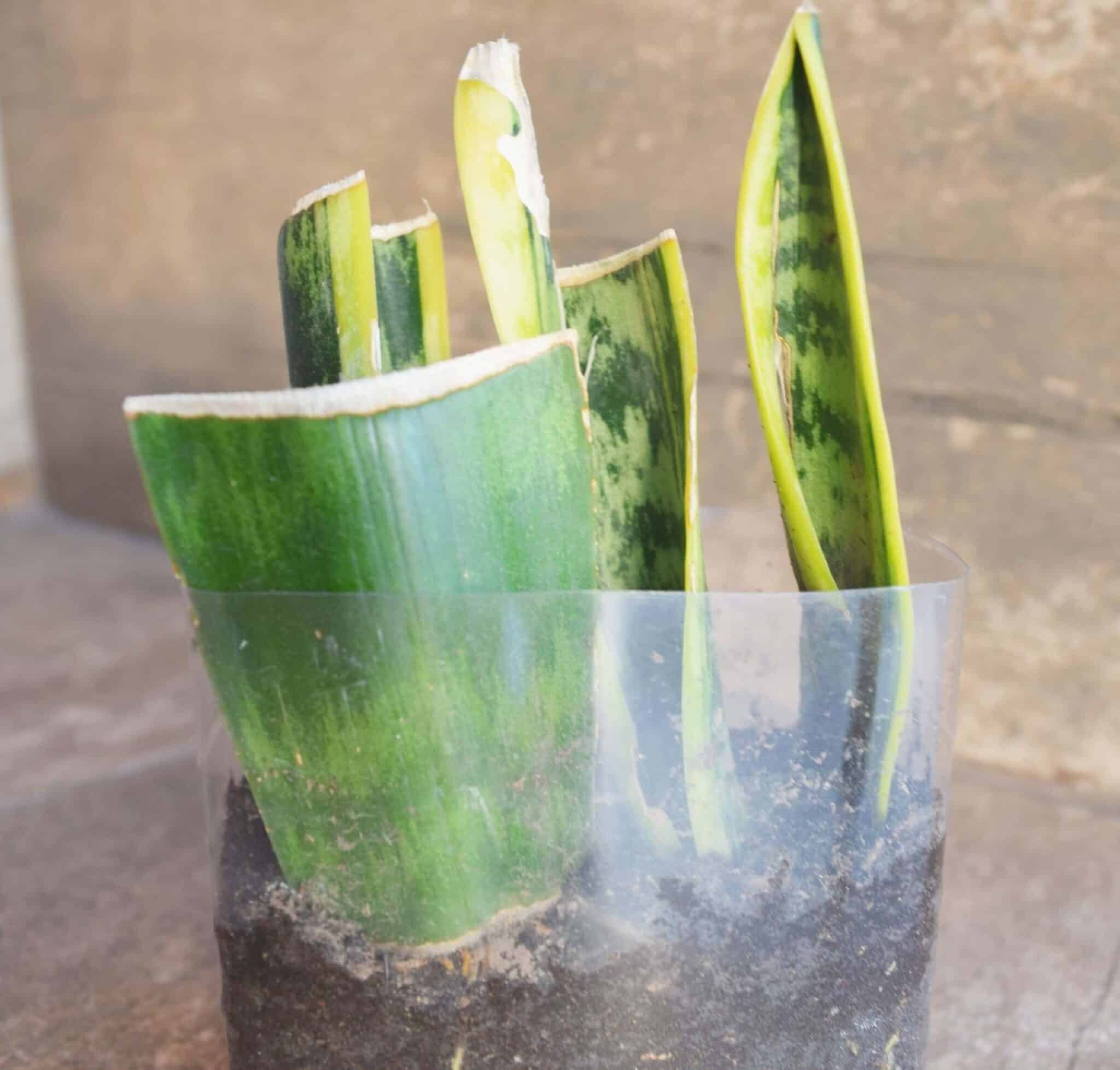 The Definitive Guide to Snake Plant Care - Hort Zone