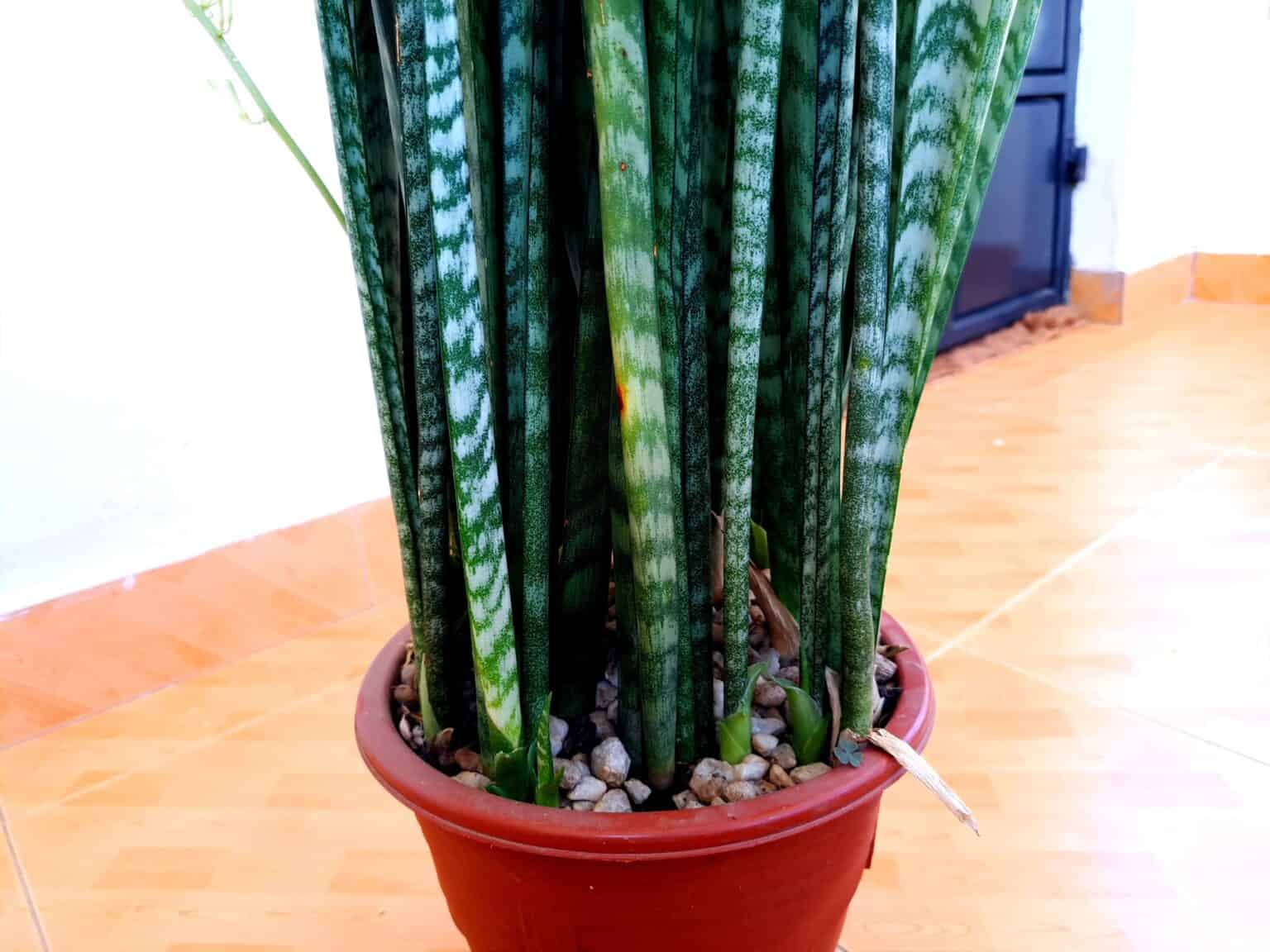 The Definitive Guide to Snake Plant Care - Hort Zone