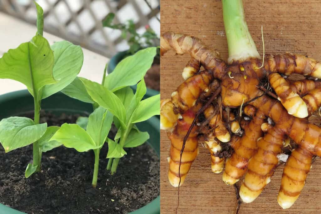 How to Grow Turmeric in Containers: A Step-by-Step Guide - Hort Zone