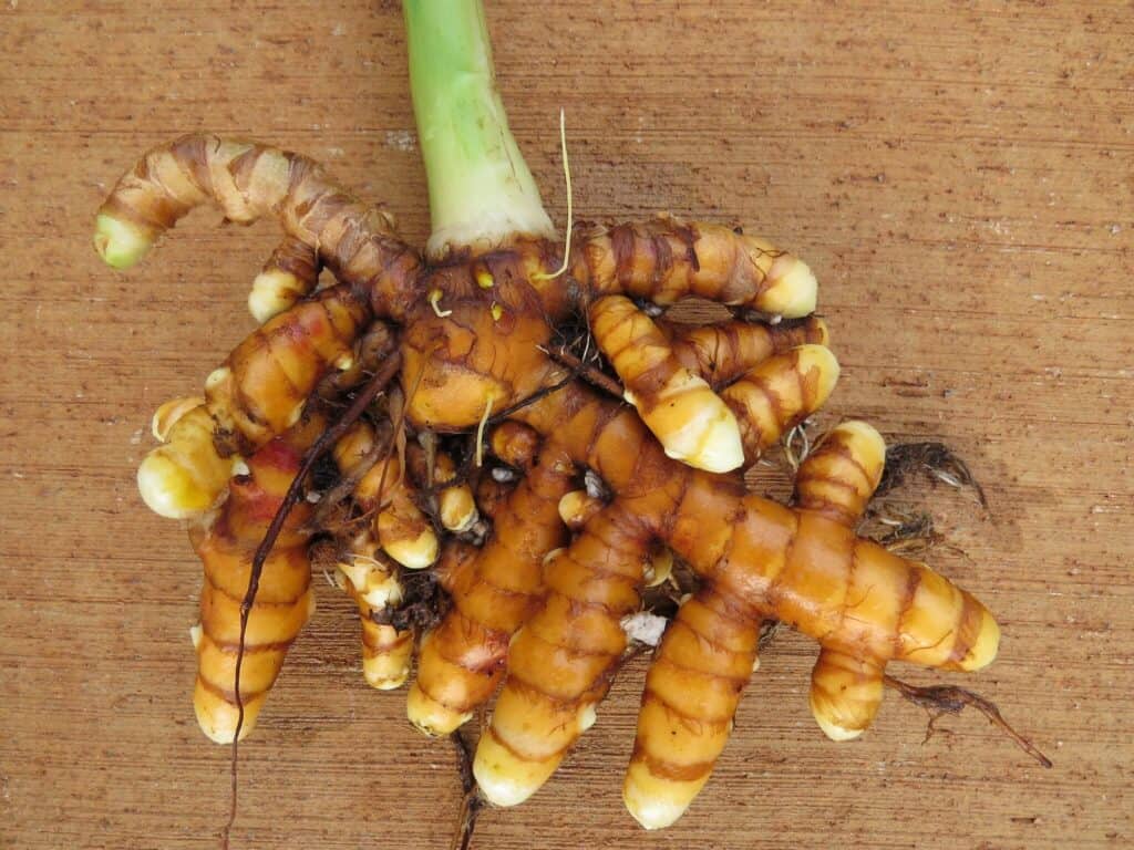 How to Grow Turmeric in Containers: A Step-by-Step Guide - Hort Zone