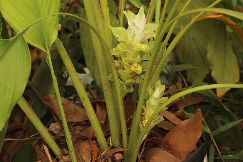 How to Grow Turmeric in Containers: A Step-by-Step Guide - Hort Zone