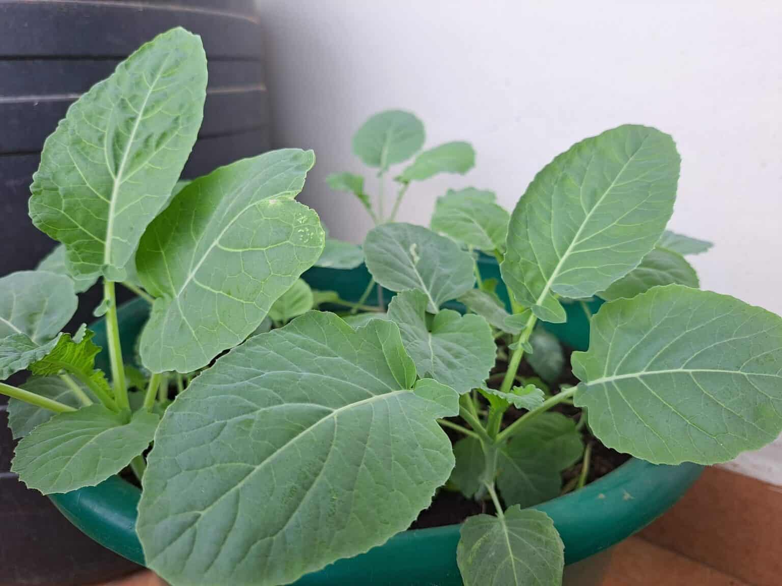 How to Grow Kale in Containers on Your Balcony - Hort Zone