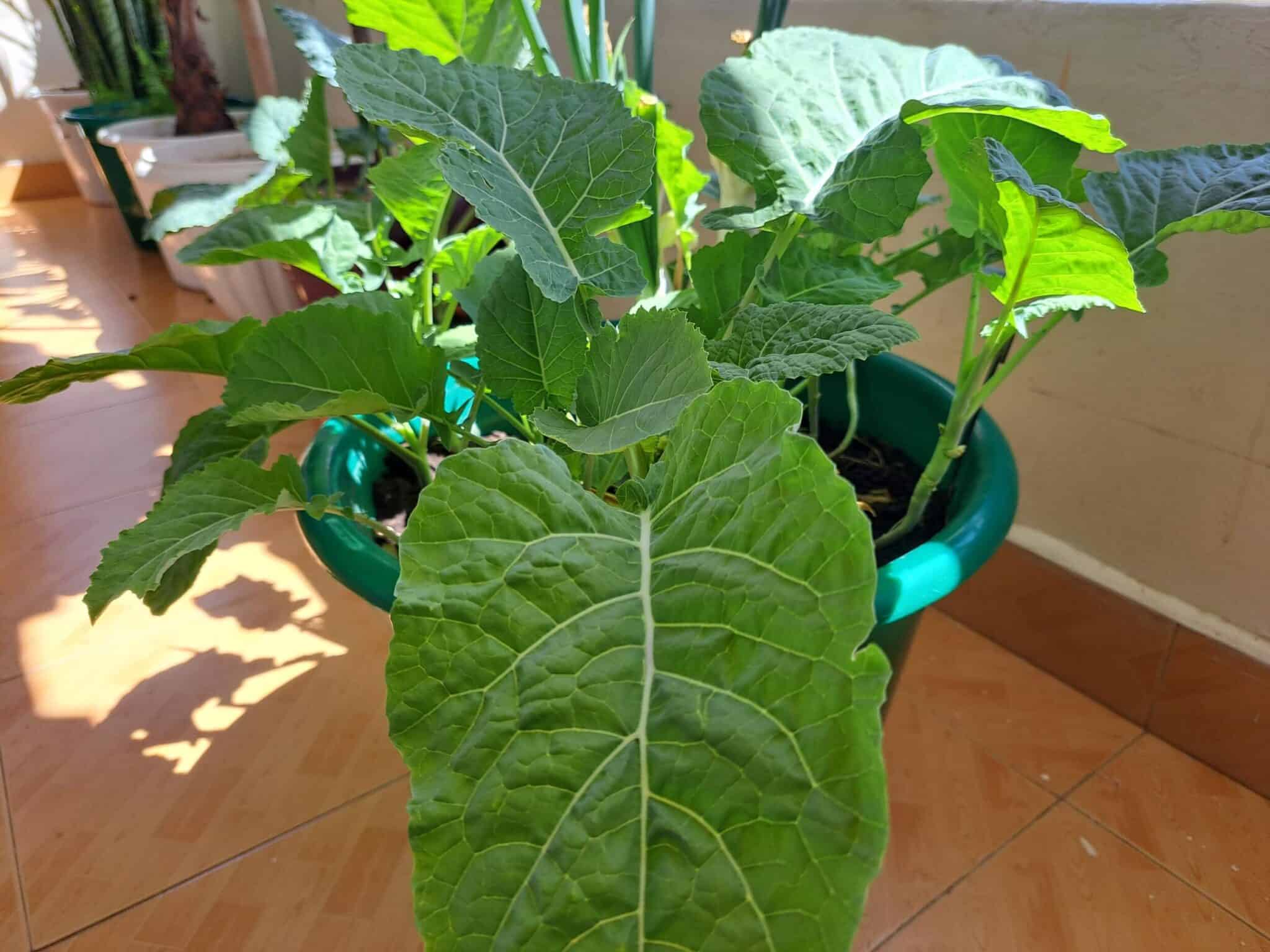 How to Grow Kale in Containers on Your Balcony - Hort Zone