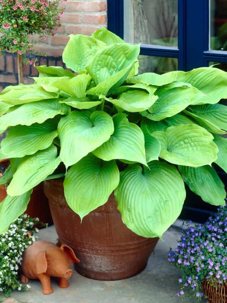 Easy Tips for Growing Hostas in Pots - Hort Zone