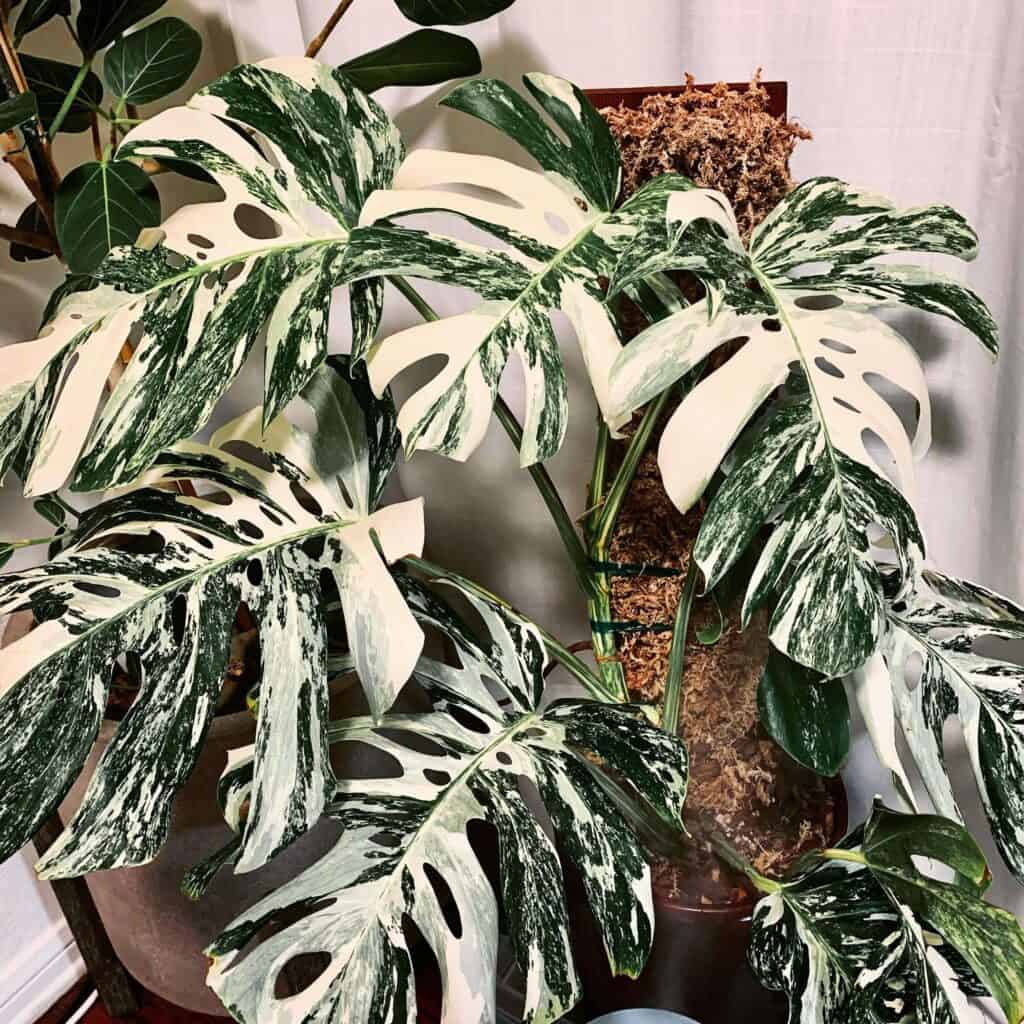 The Ultimate Guide to Variegated Monstera Plant Care - Hort Zone