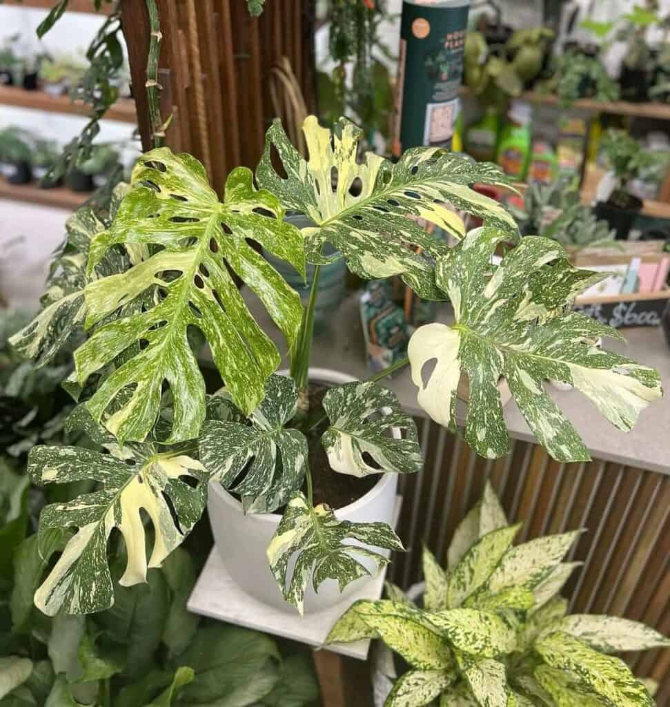 The Ultimate Guide to Variegated Monstera Plant Care - Hort Zone