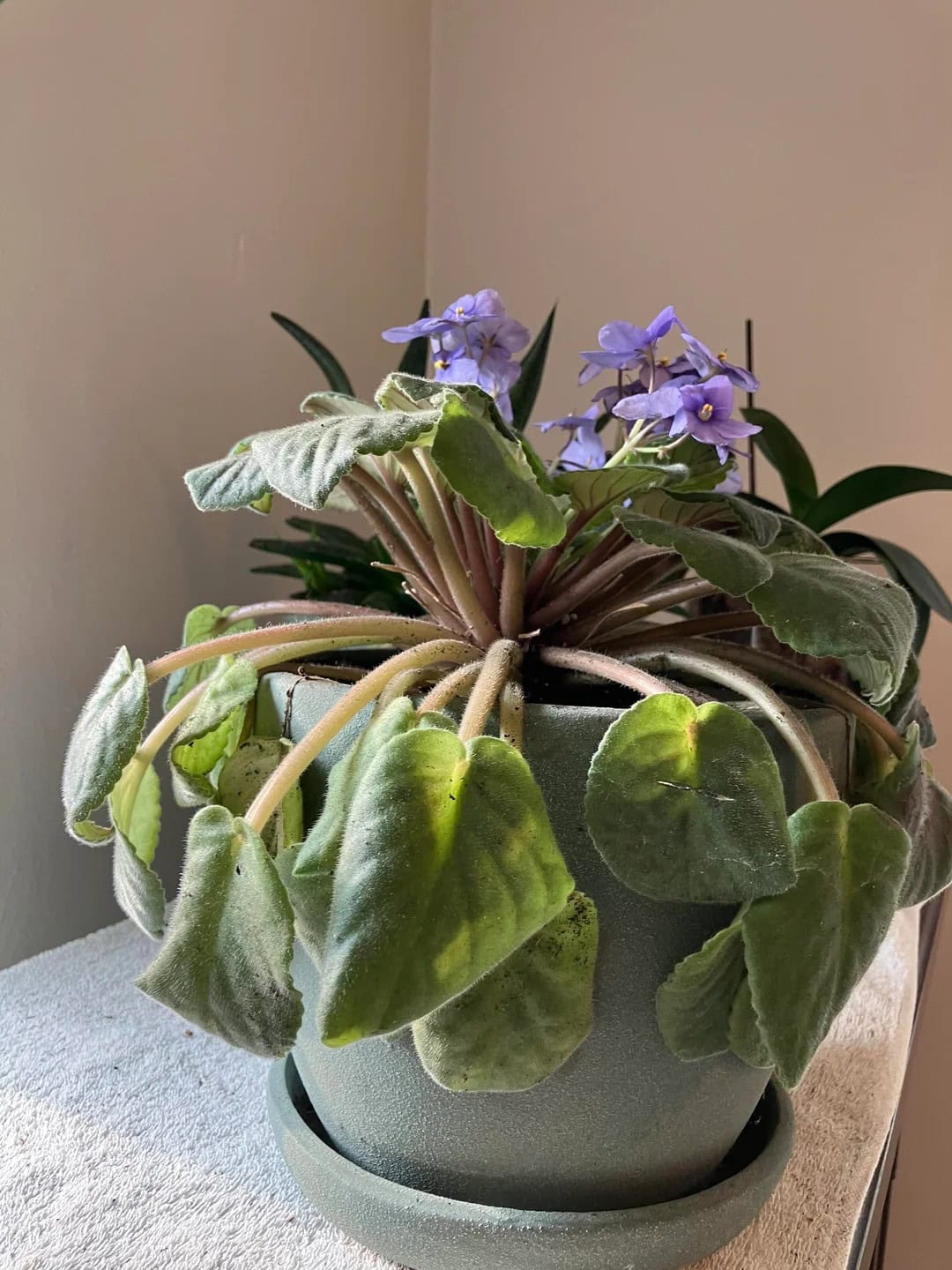 Is your African Violet Drooping Leaves? Here’s Why - Hort Zone