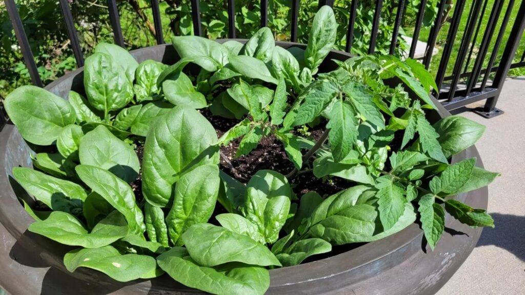 13 Easy Tips for Growing Spinach in Pots - Hort Zone