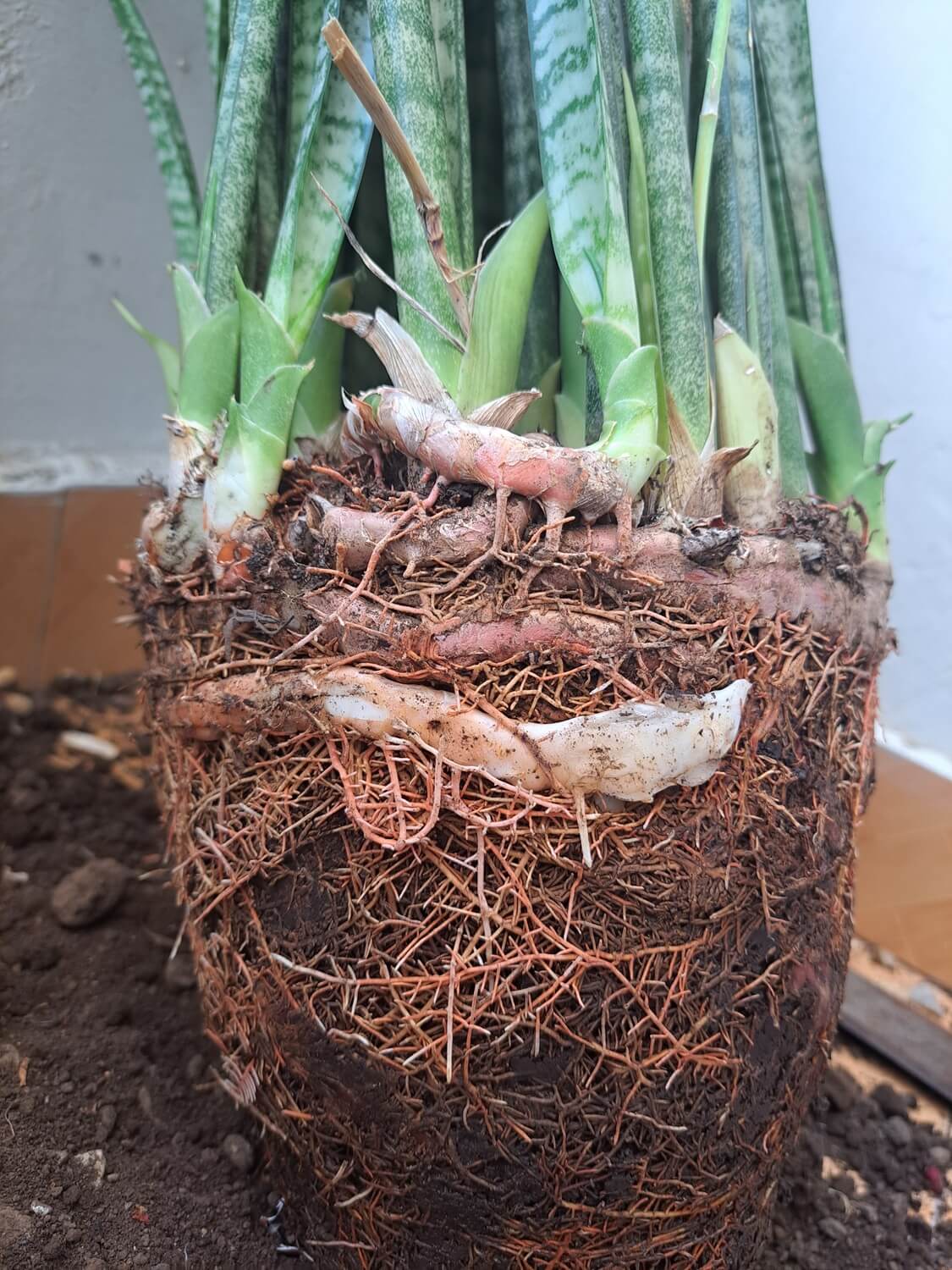 The Definitive Guide to Snake Plant Care - Hort Zone