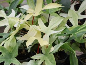 How to Grow Florida Ghost Philodendron in Pots - Hort Zone