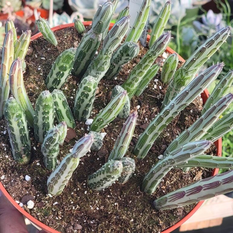 How to Grow and Care for Pickle Plant (Kleinia stapeliiformis) - Hort Zone