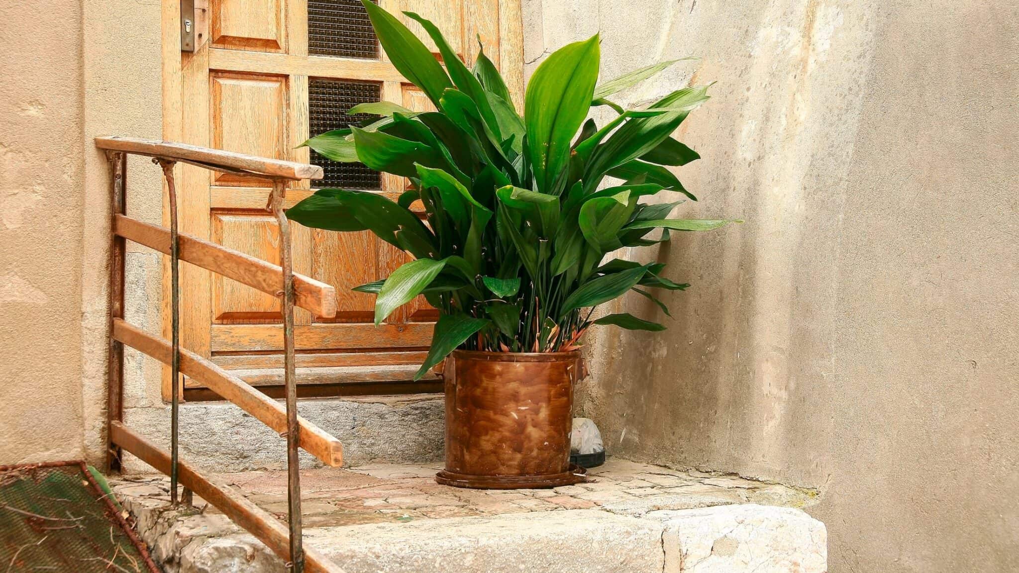 15 Best Indoor Plants for Low Winter Light (Beginner Friendly Picks ...
