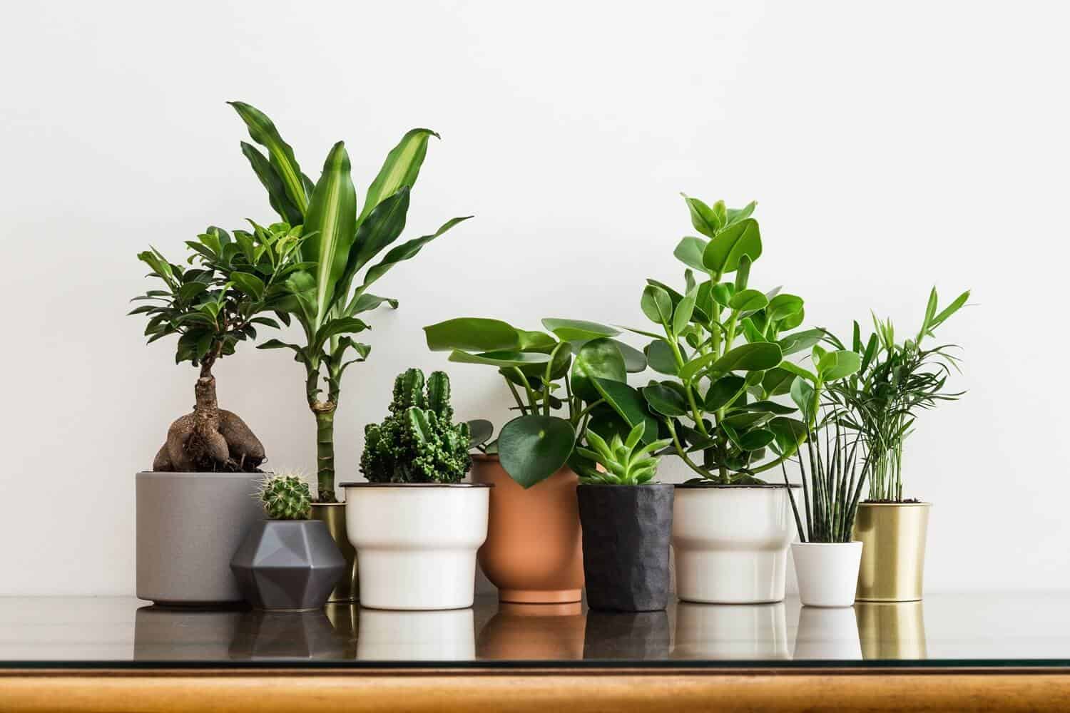 11 Low-Maintenance Lucky Plants for Every Area in Your Home - Hort Zone