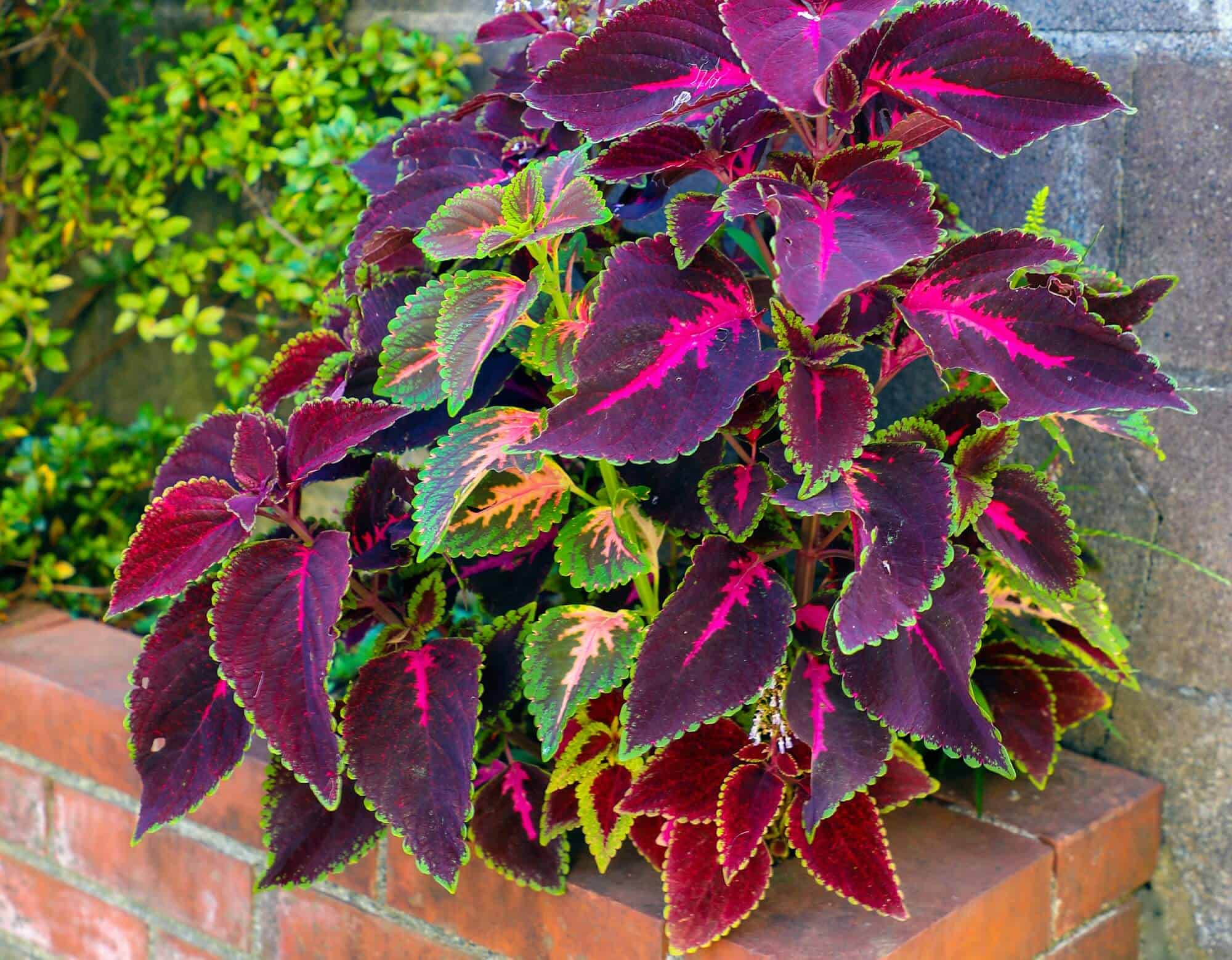 The Definitive Guide to Coleus Plant Care in Pots - Hort Zone