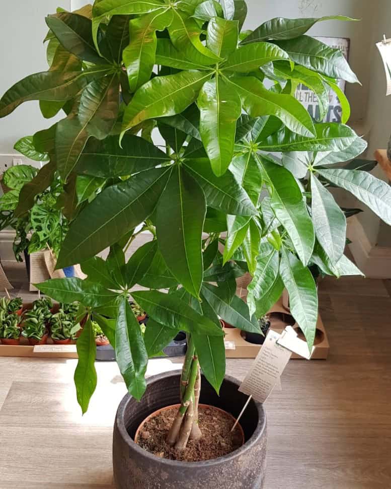 Easy Tips & Tricks for Money Tree Plant Care - Hort Zone